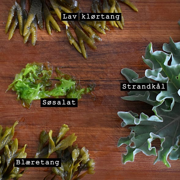 Naturens tag-selv-bord ved havet + tangchips – Naturfagskonsulenten