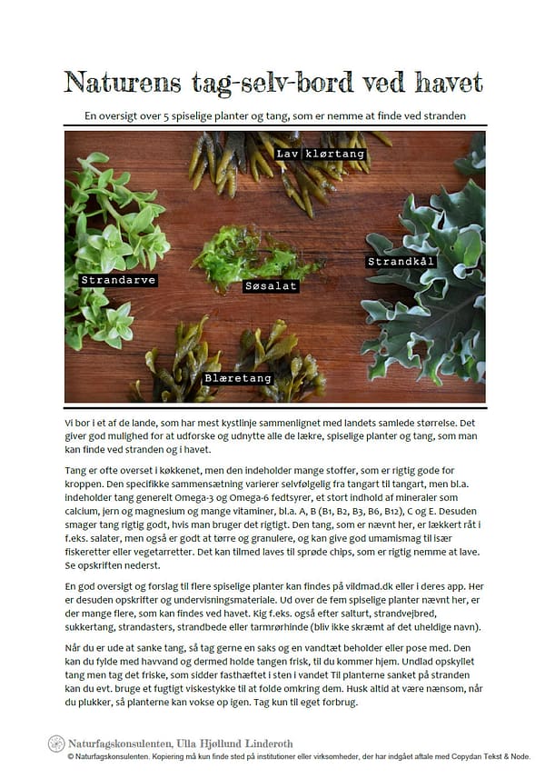 Naturens tag-selv-bord ved havet + tangchips – Naturfagskonsulenten